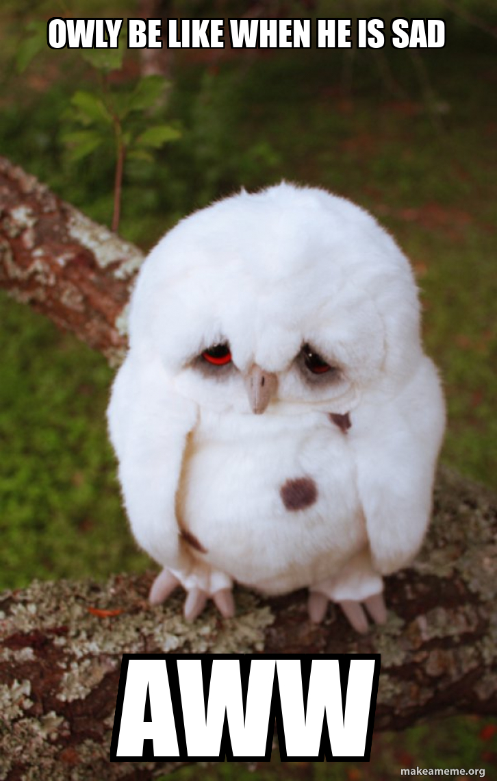 owly be like when he is sad aww - Sad Owl Meme Generator