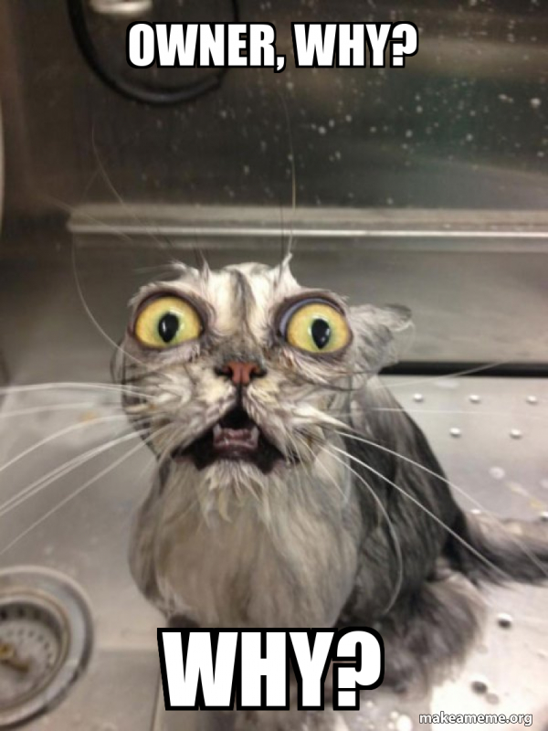 Owner, why? Why? - Cat bath Meme Generator