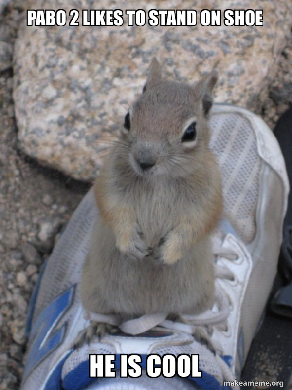 pabo 2 likes to stand on shoe he is cool - Standover Squirrel Meme ...