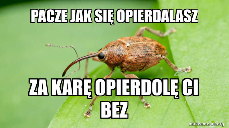 Pacze jak się opierdalasz Za karę opierdolę ci bez Meme Generator