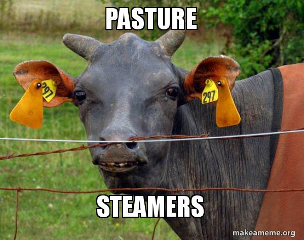 Pasture Steamers - Hairless Cow Meme Generator