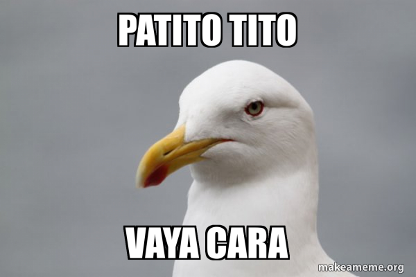 PATITO TITO VAYA CARA - Stuff That Didn't Happen Seagull Meme Generator