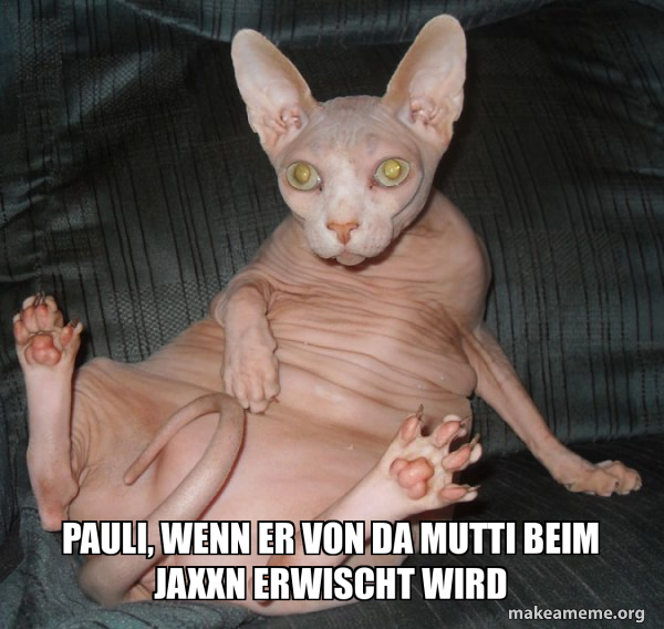pauli, wenn er von da mutti beim jaxxn erwischt wird - Hairless Cat ...