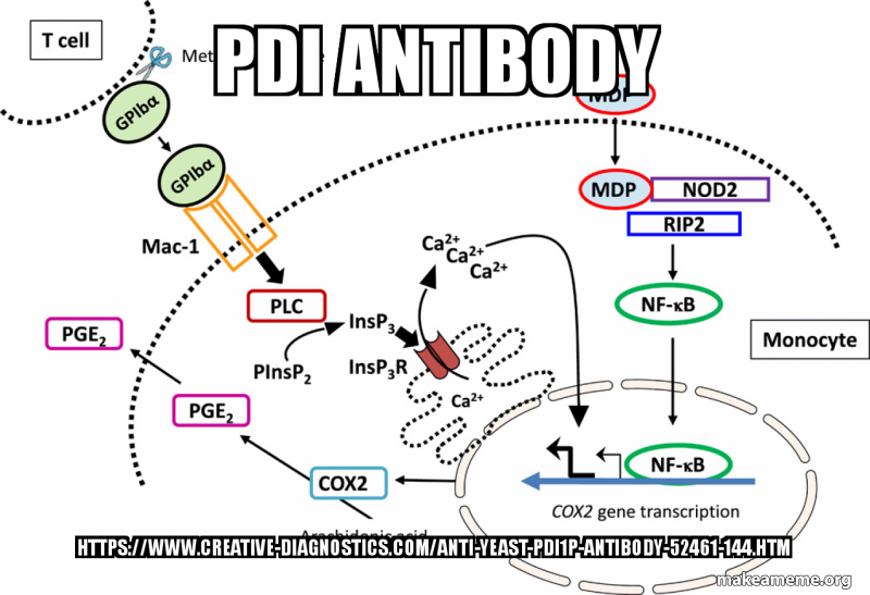 PDI Antibody https://www.creative-diagnostics.com/Anti-Yeast-Pdi1p ...