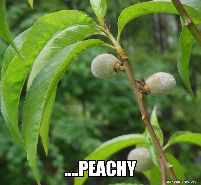 peachy Meme Generator