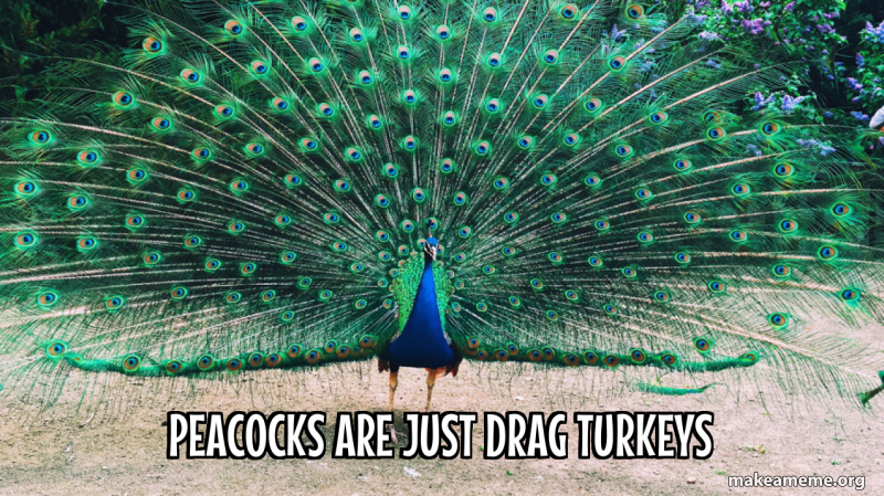 Peacocks are just drag turkeys Meme Generator