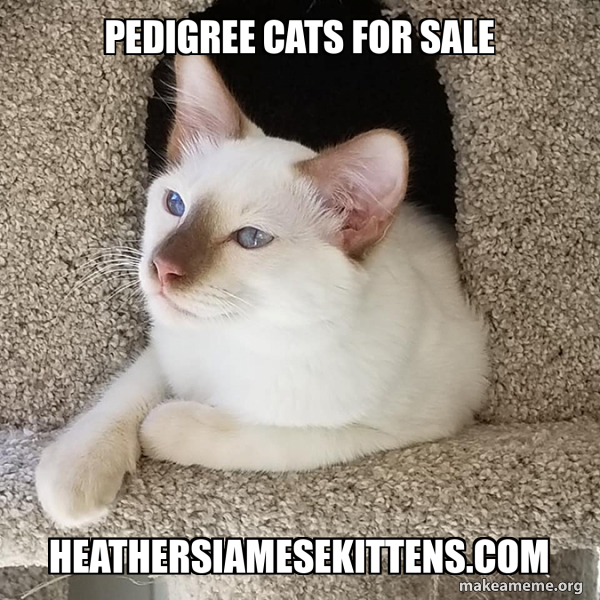 Pedigree cats for Sale heathersiamesekittens.com Meme Generator