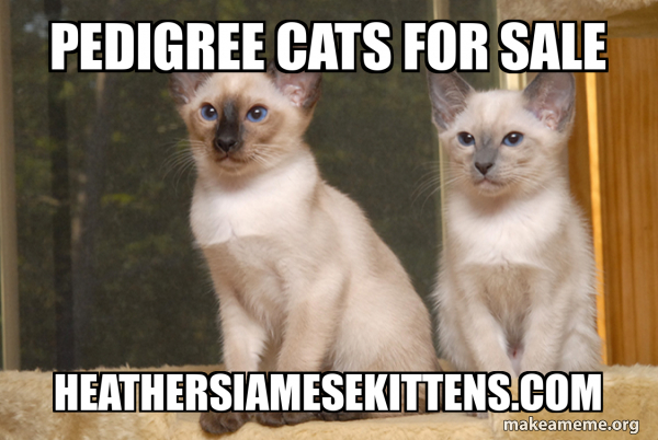 Pedigree cats for sale heathersiamesekittens.com Meme Generator