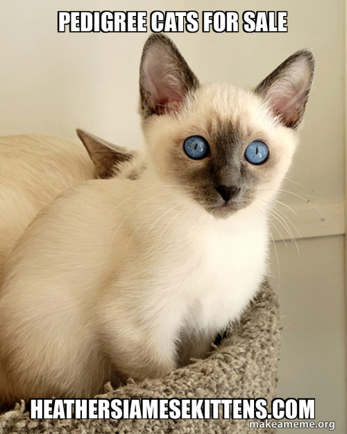 Pedigree Cats for Sale heathersiamesekittens.com Meme Generator