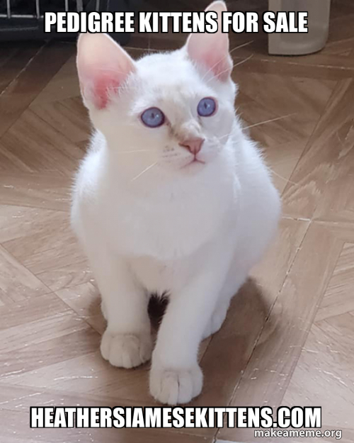 Pedigree Kittens for Sale heathersiamesekittens.com Meme Generator