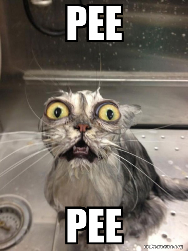 pee pee - Cat bath Meme Generator