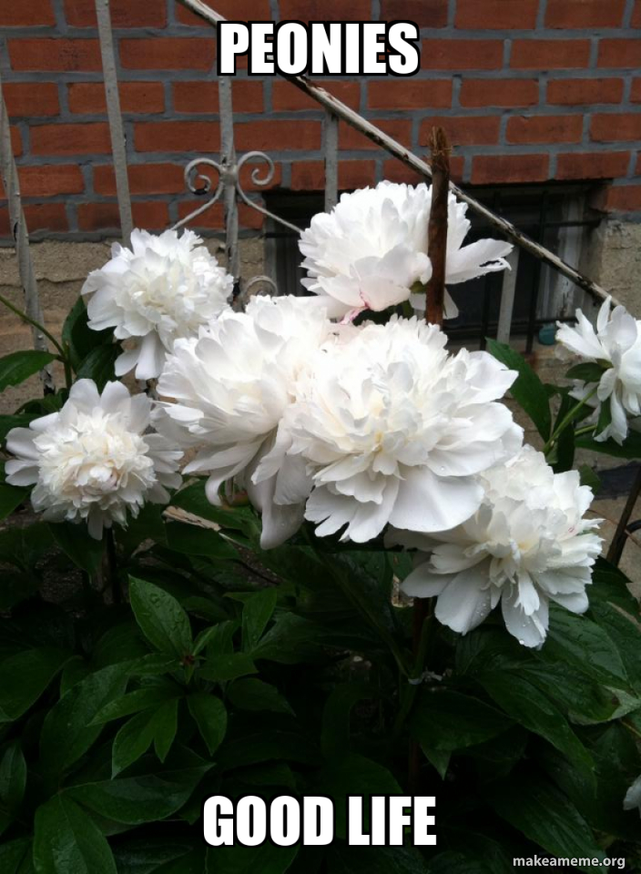peonies Good life Meme Generator