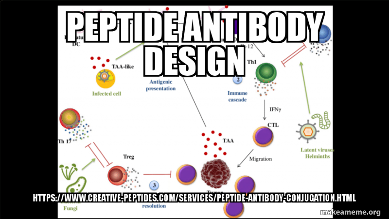 peptide antibody design https://www.creative-peptides.com/services ...