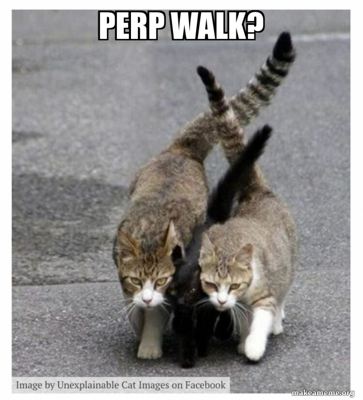 perp walk? Meme Generator