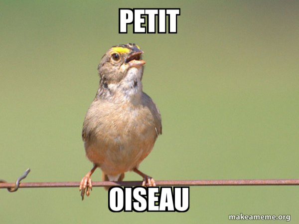PETIT OISEAU - Common Opinion Sparrow Meme Generator