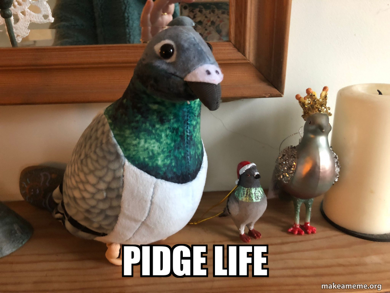 PIDGE LIFE Meme Generator