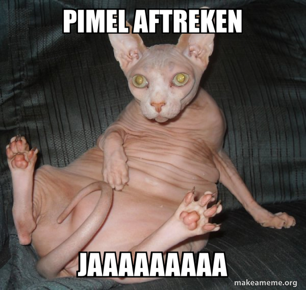 Pimel aftreken Jaaaaaaaaa - Hairless Cat Meme Generator