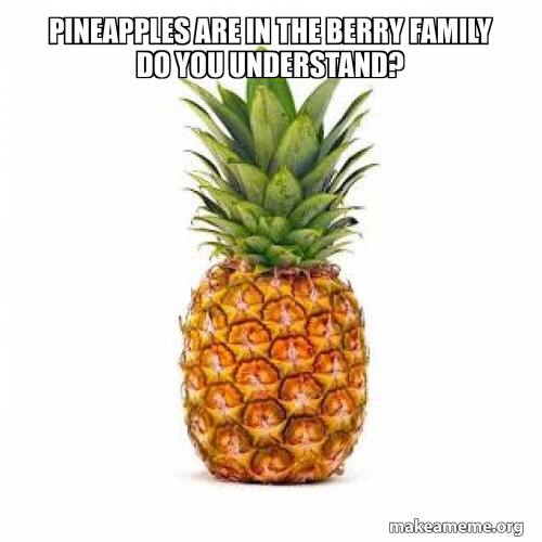 Pineapples are in the berry family Do you understand? Meme Generator