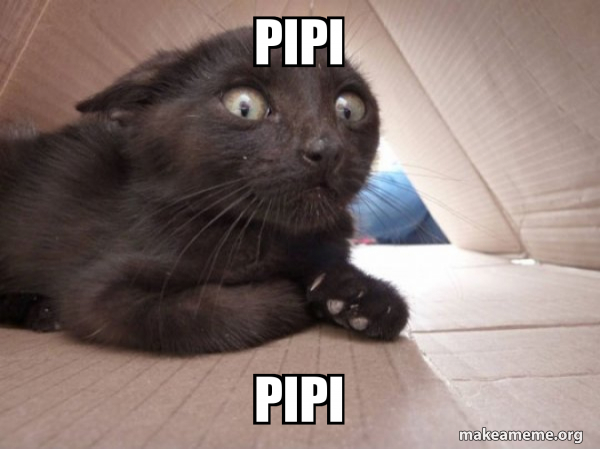 Pipi Pipi - Schitzo Cat Meme Generator