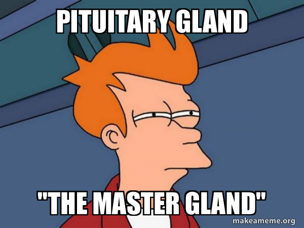 pituitary gland "the master Gland" - Futurama Fry Meme Generator