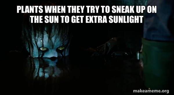 Plants when they try to sneak up on the sun to get extra sunlight ...