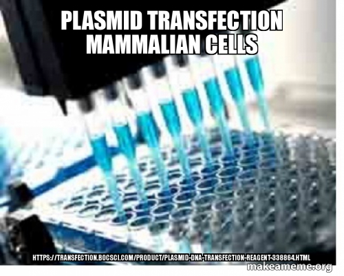 plasmid transfection mammalian cells https://transfection.bocsci.com ...