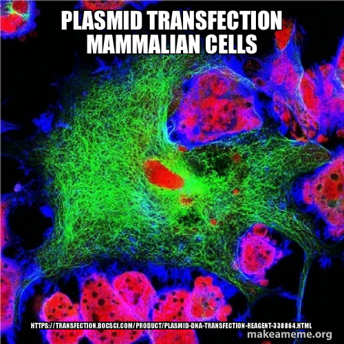 plasmid transfection mammalian cells https://transfection.bocsci.com ...
