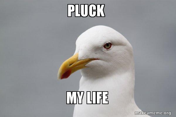 Pluck my life - Stuff That Didn't Happen Seagull Meme Generator