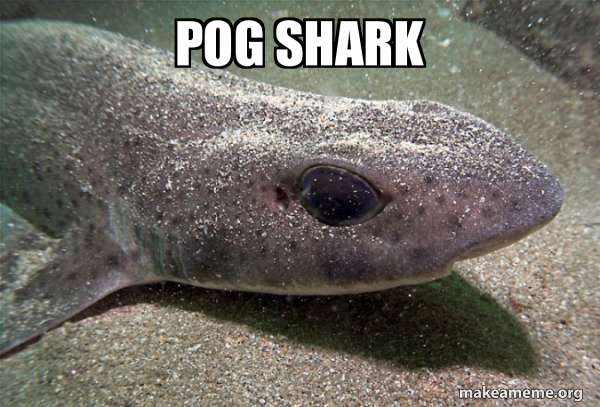 pog shark - Dirty Joke Dogfish Meme Generator