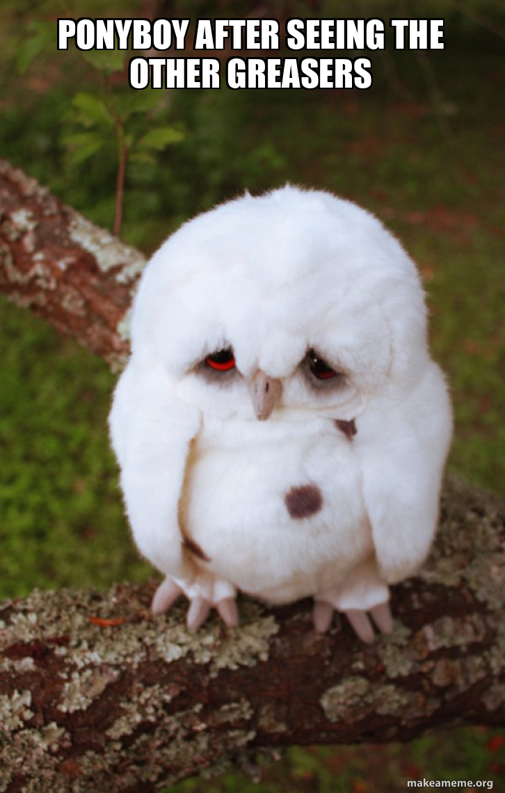 Ponyboy after seeing the other greasers - Sad Owl Meme Generator