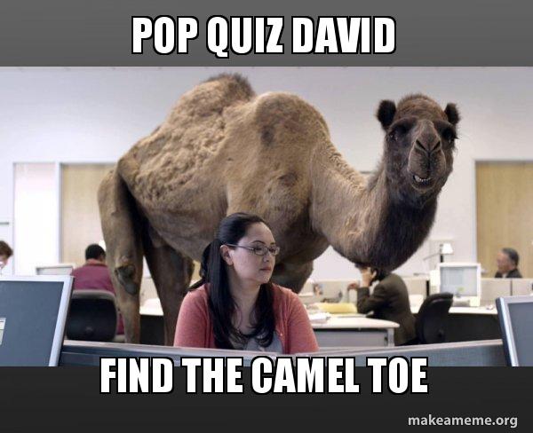 Pop quiz david Find the camel toe - Hump Day Camel Meme Generator