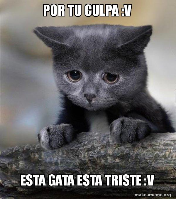 Por tu culpa :v Esta gata esta triste :v - Confession Cat Meme Generator
