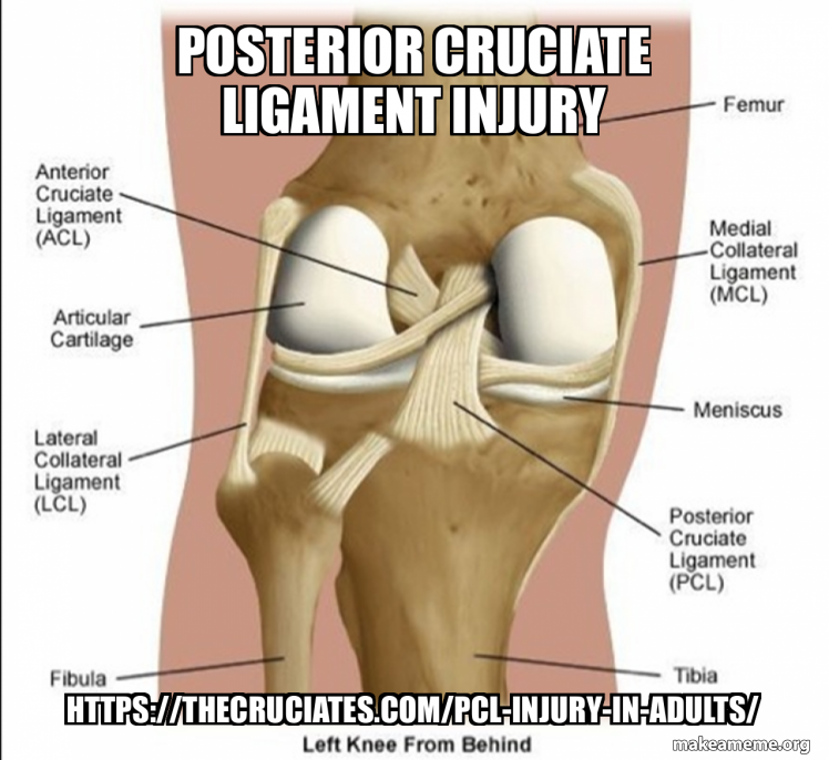Posterior Cruciate Ligament Injury https://thecruciates.com/pcl-injury ...