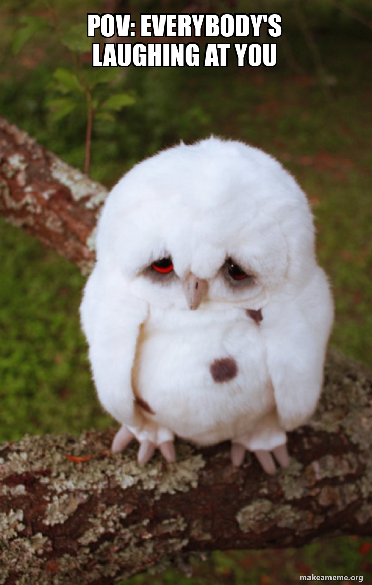 POV: Everybody's laughing at you - Sad Owl Meme Generator