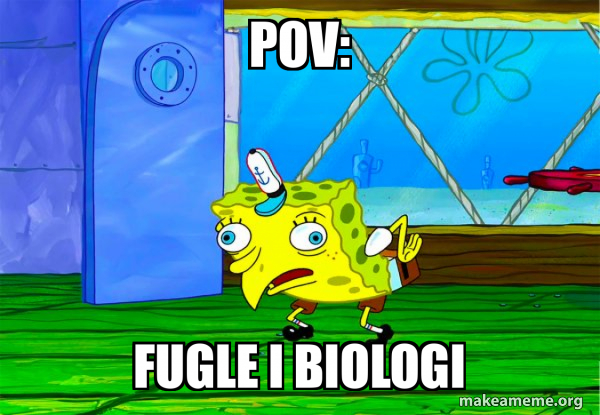 pov: fugle i biologi - Mocking SpongeBob Meme Generator