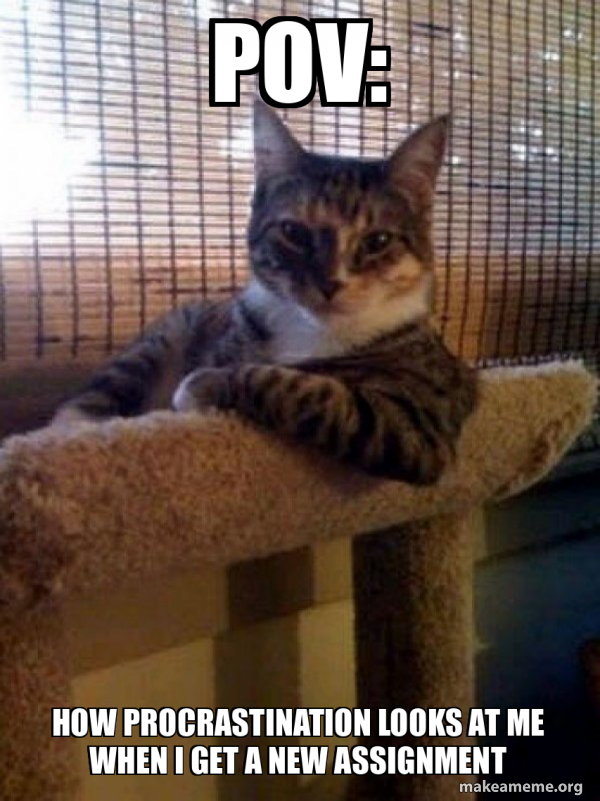 pov: how procrastination looks at me when I get a new assignment - The Most Interesting Cat in ...