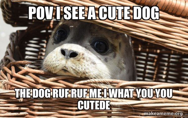 pov i see a cute dog the dog ruf ruf me i what you you cutede ...