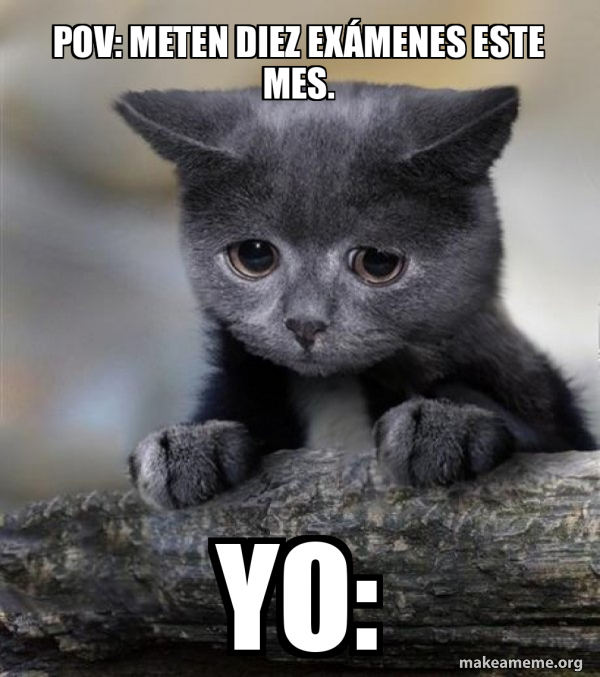 Pov: meten diez exámenes este mes. Yo: - Confession Cat Meme Generator