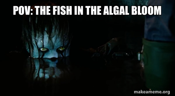 POV: the fish in the algal bloom - Pennywise It Meme Generator