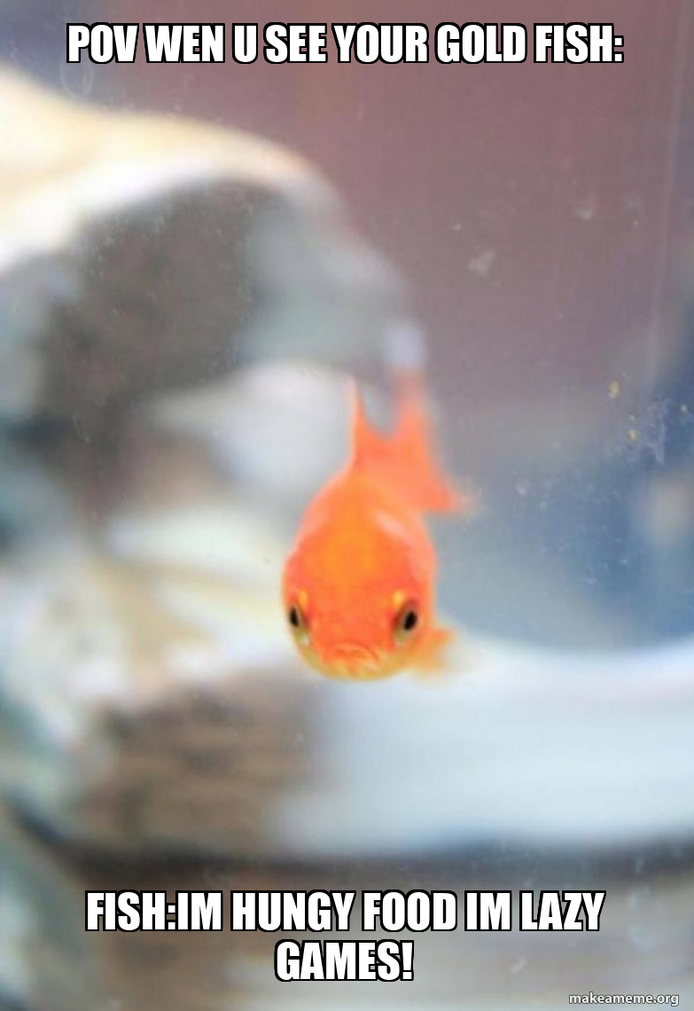 Pov wen u see your gold fish: Fish:IM HUNGY FOOD IM LAZY GAMES ...