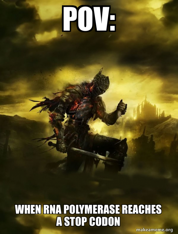 POV: When RNA Polymerase reaches a stop codon - Dark Souls III - Dark ...