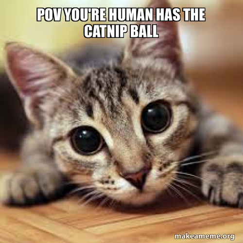 POV YOU're human has the catnip ball Meme Generator