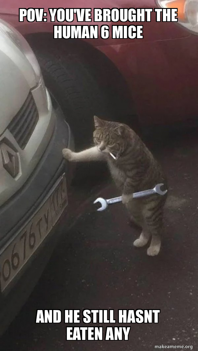 Pov: you've brought the human 6 mice And he still hasnt eaten any ...