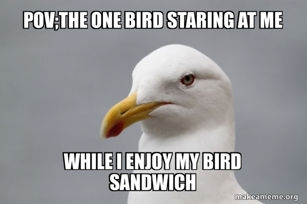 POV;The one bird staring at me while i enjoy my bird sandwich - Stuff ...