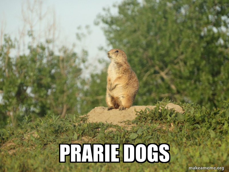 prarie dogs Meme Generator
