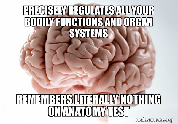 Precisely Regulates all your bodily functions and organ systems ...