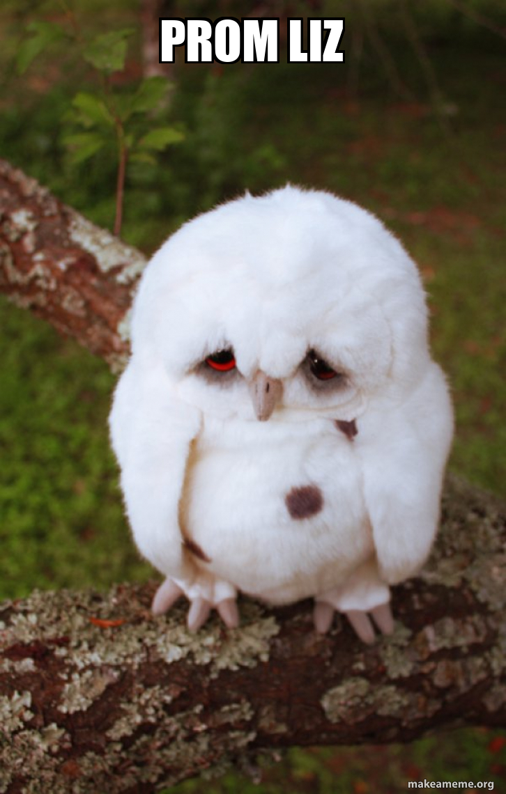 Prom Liz - Sad Owl Meme Generator