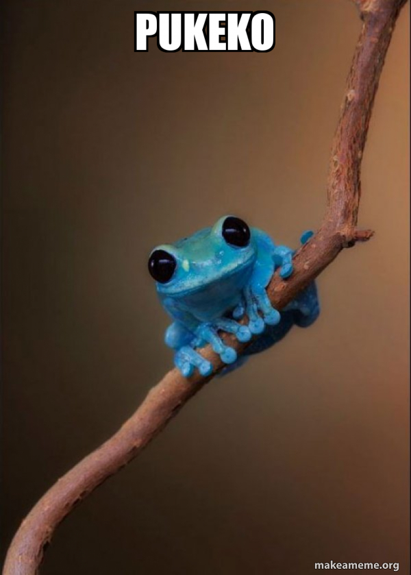 pukeko - Small Fact Frog Meme Generator