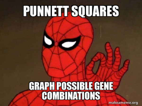 Punnett Squares Memes