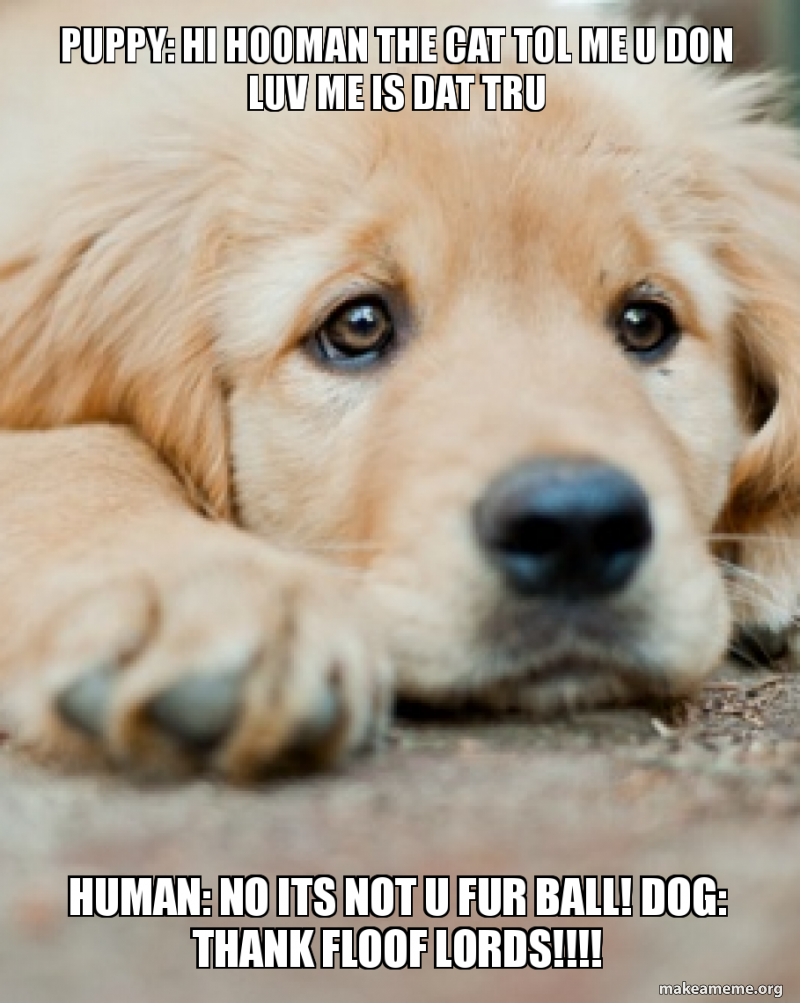 puppy: hi hooman the cat tol me u don luv me is dat tru human: no its ...